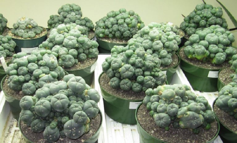 How to grow peyote cactus: Step by step guideline