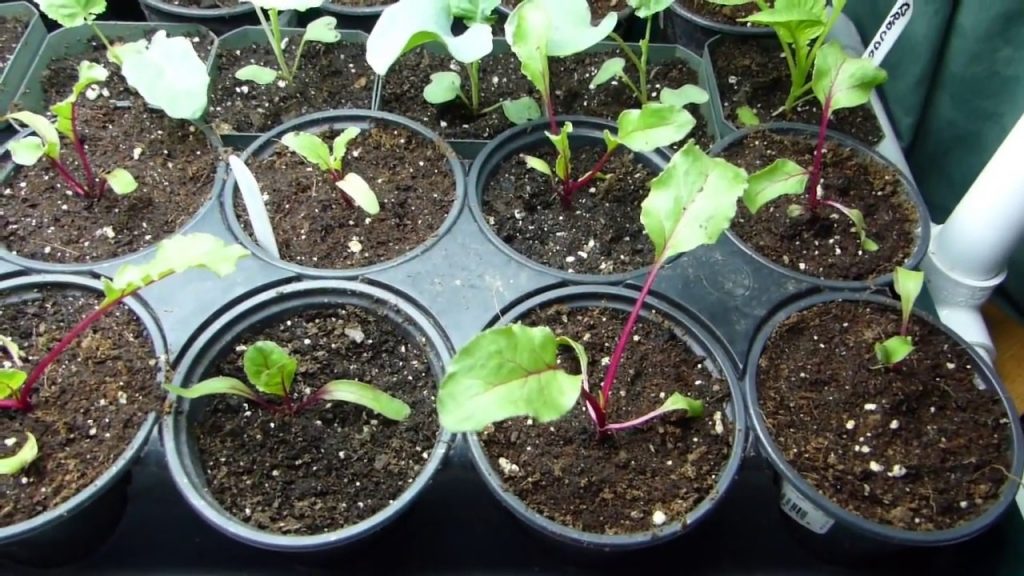 How to grow beetroot seedlings step by step