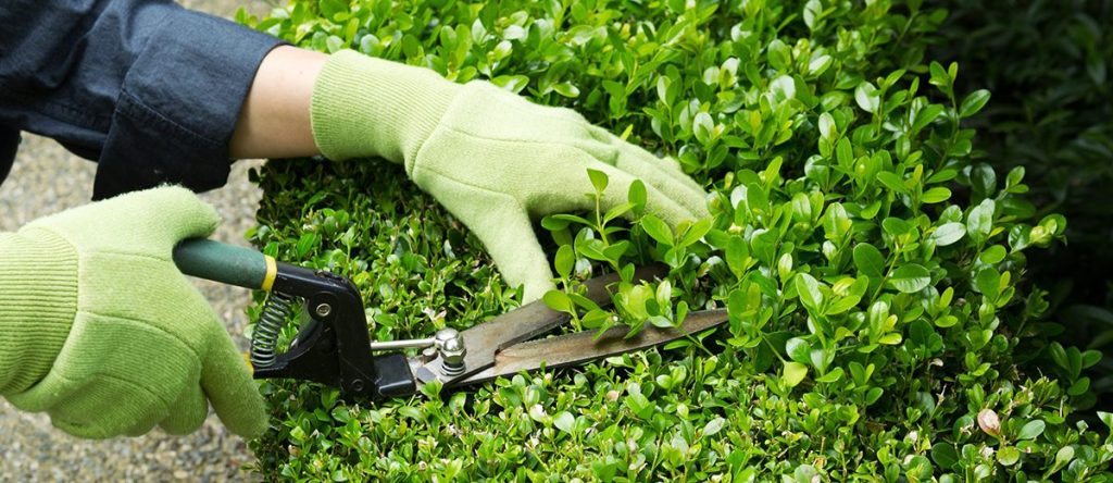 8 basic garden maintenance tips - Alices Wonderland Nursery