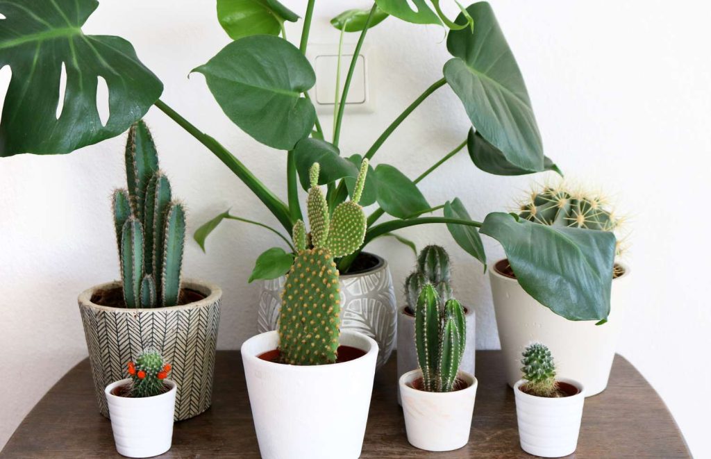 Types of indoor cacti - Alices Wonderland Nursery