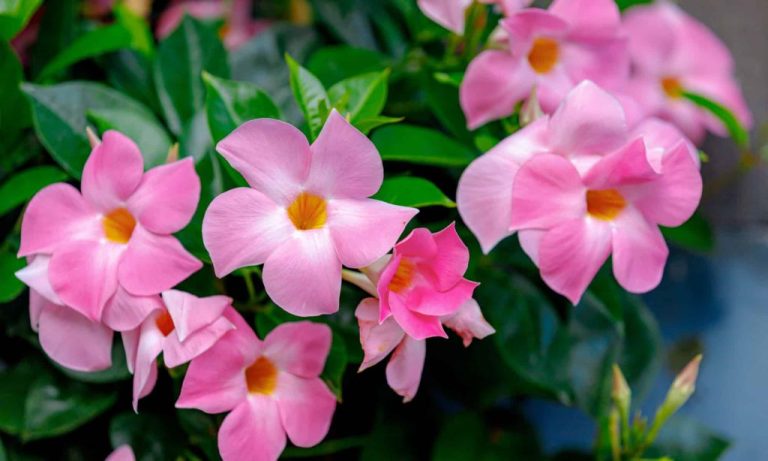 Is Dipladenia an Annual or a Perennial Plant? - Alices Wonderland Nursery