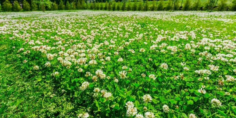 Does Clover Grow in Shade - Alices Wonderland Nursery