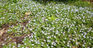 How to Grow Blue Star Creeper? - Alices Wonderland Nursery