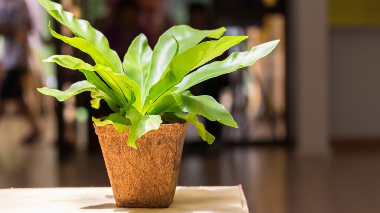 How to Grow Crispy Wave Plant in Pot? - Alices Wonderland Nursery