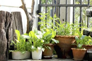 Does Music Really Make Plants Dance? The Science Behind Music and Plant ...