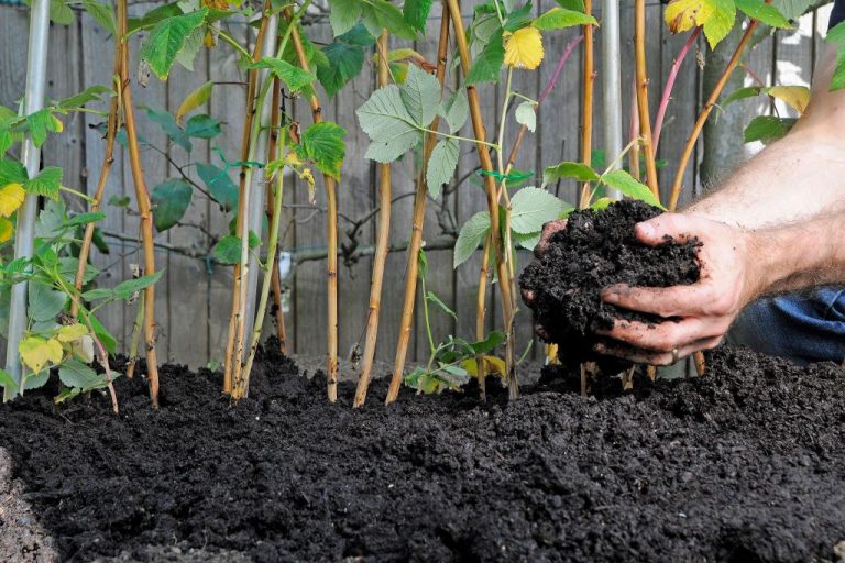 Boost Your Garden: The Art of Mixing Cow Manure with Soil - Alices ...